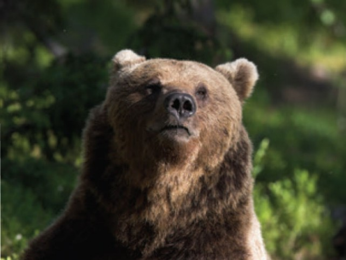 Reinsurance - Escaping from the Bears